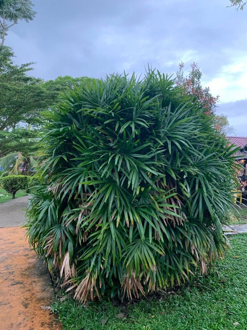 Rhapis excelsa - Golden Nails Landscape